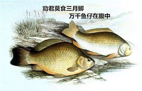 鲫头鱼刺多么 鲫头鱼 小鲫头鱼 第4页 大山谷图库