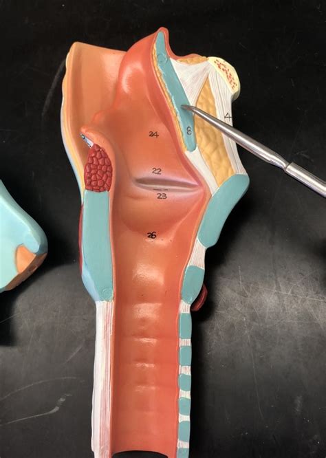 Structure Of Larynx Pt 2 Diagram Quizlet