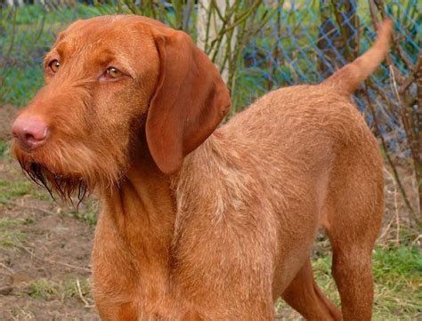 40 Best Hungarian Wirehaired Vizslas Images On Pinterest Wirehaired