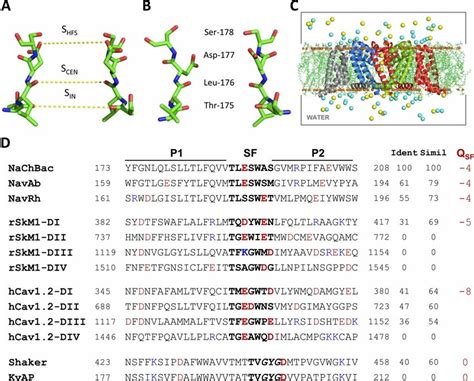 Pore Domains For Prokaryotic And Eukaryotic Nav Cav And Voltage Gated