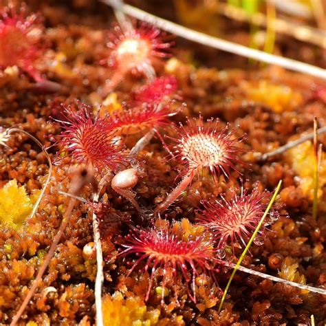 25 Types Of Sundew Plants That Trap Bugs Houseplant Alley
