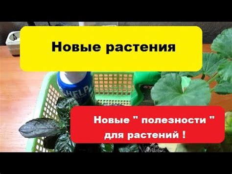 Новые растения + новые "полезности" для растений - YouTube