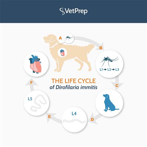 Dirofilaria Immitis Life Cycle