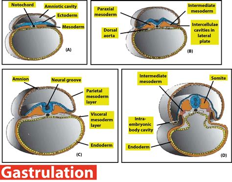 Adrenal Medulla And Labyrinth Develops From A Ectoderm B Endoderm C