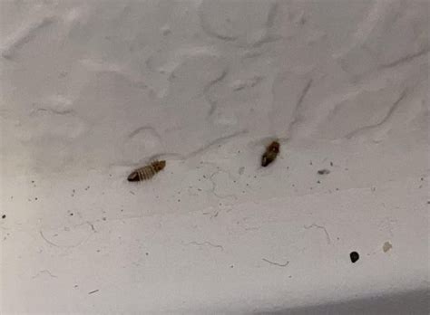 Are These Bed Bug Larva Rwhatbugisthis Are These Bed Bug Larva Rwhatbugisthis