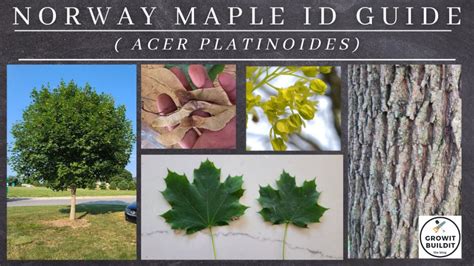Maple Tree Identification A Complete Guide Growit Buildit