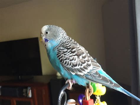 Budgie Head Bobbing Up And Down Why