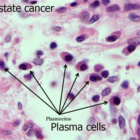 Bar Graph Representing B And T Lymphocytes Concentration Variables In Download Scientific