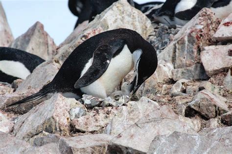Penguin ‘egg Straordinary Bird In A Melting World Wwf