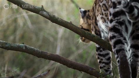 Making Of American Ocelot Filmmaking Texas Wildlife Filmmaker