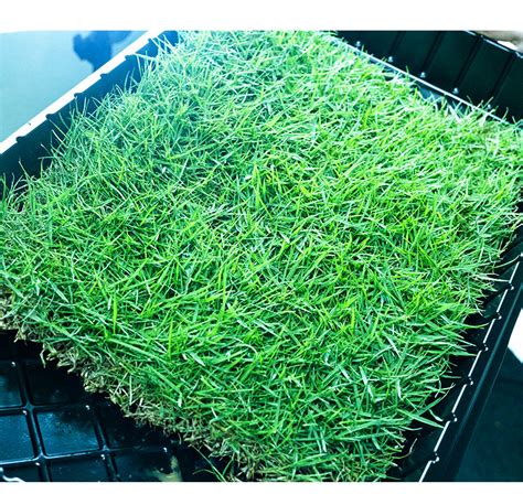 狗牙根草坪草籽四季常青带壳种子耐旱寒绿化边坡护坡固土草种籽孑 阿里巴巴