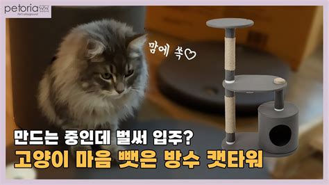 만드는 중인데 벌써 입주 숨숨집 안 좋아하는 고양이도 마음 뺏긴 방수 캣타워 Youtube