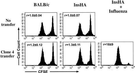 In Vivo Cytolytic Activity Of Proliferating Clone 4 Cd8⁺ T Cells 3 ×