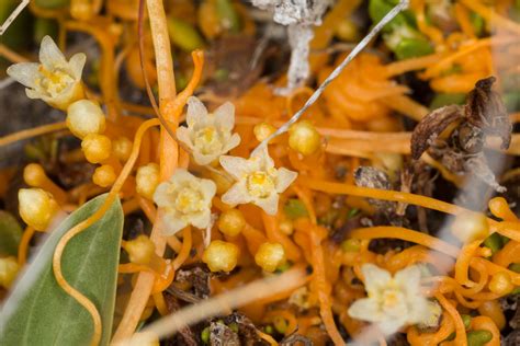Cuscuta Sp Rctc · Inaturalist