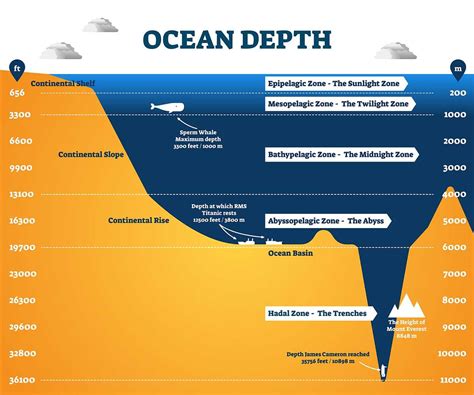 Exploring the Depths: An Ocean Zones Diagram featuring Fascinating Marine Creatures