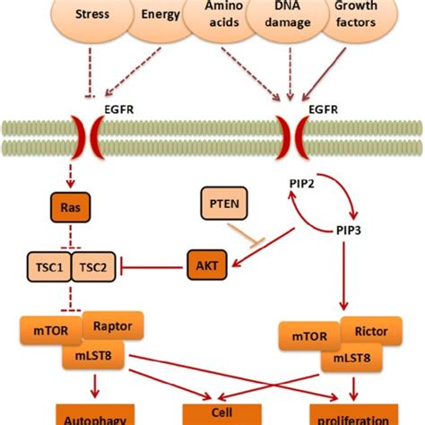 The Mtor Signaling Pathway The Signaling Pathways Contain Mtorc1 And