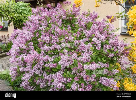 Korean Lilac Syringa Meyeri Palibin Syringa Meyeri Palibin