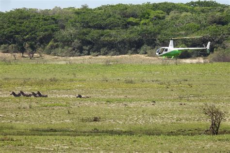 Reviving This African Game Reserve Meant Catching And Transporting