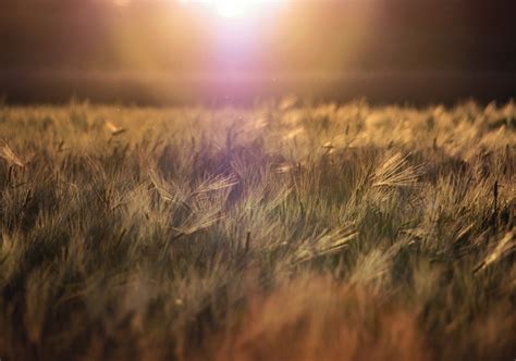 フリー写真 太陽光と麦畑の風景でアハ体験 Gahag 著作権フリー写真・イラスト素材集 Gahag 著作権フリー写真