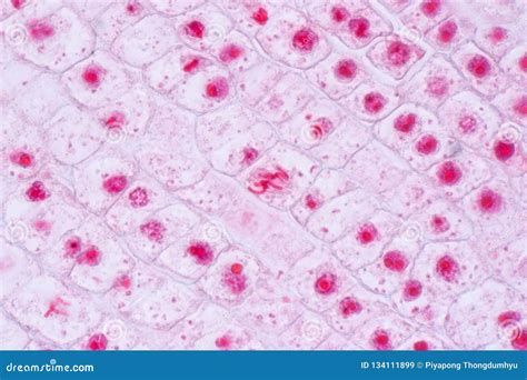 Mitosis Cell In The Root Tip Of Onion Under A Microscope Stock Image Image Of Genetic