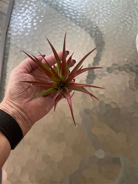Air Plant 3 Pk Red Abdita Ionantha Tillandsia Fast Shipping Etsy