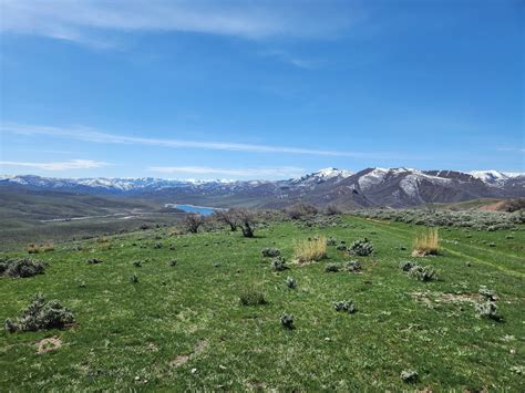 Rmef Covers 13 Million Funding Gap Helps Conserve Vital Utah Mule