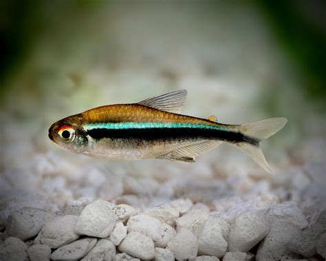 Black Neon Tetra Hyphessobrycon Herbertaxelrodi