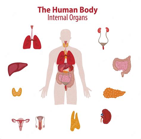 Premium Vector Human Internal Organs Vector Sketch Isolated