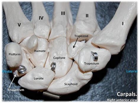 Pin On Radiography