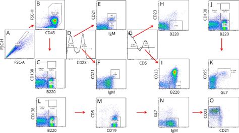 Immunophenotyping Of Murine B Cells Download Scientific Diagram