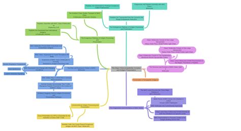 The Major Histocompatibility Complex And Antigen Presentation Coggle…