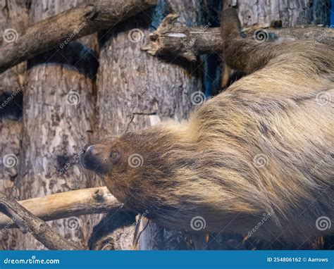 Sloth Hanging Upside Down On A Tree Branch Stock Photo Image Of