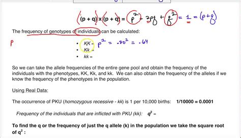 Hardy Weinberg Worksheet