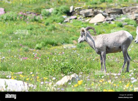 Mouflon Goat At Glacier National Park USA Stock Photo Alamy