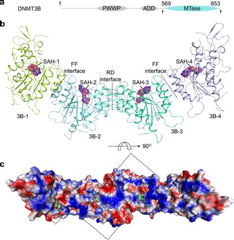 Crystal Structure Of The Homo Oligomeric Dnmt3b Mtase Domains A Download Scientific Diagram
