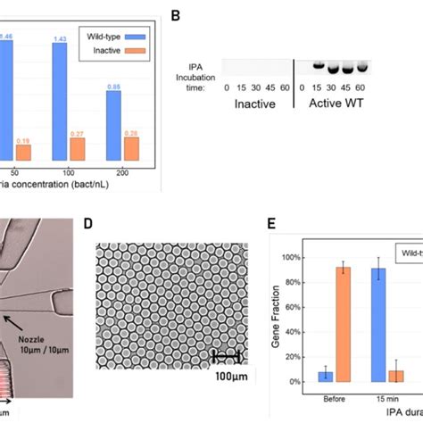 Autonomous Selection Of A Mock Bacterial Library A Primer Production