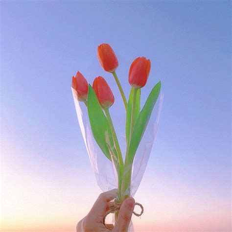 Pin By Ghina Shammaa On Tulipes Pretty Flowers Tulips Pink Aesthetic