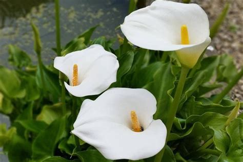 2 Giant White Calla Lily Bulb Seeds Hw92001 Etsy