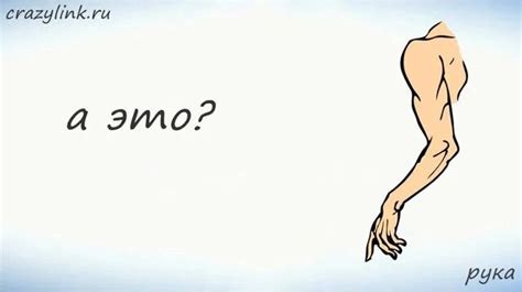 Части тела на английском Учим названия частей тела человека Смотреть онлайн в поиске Яндекса