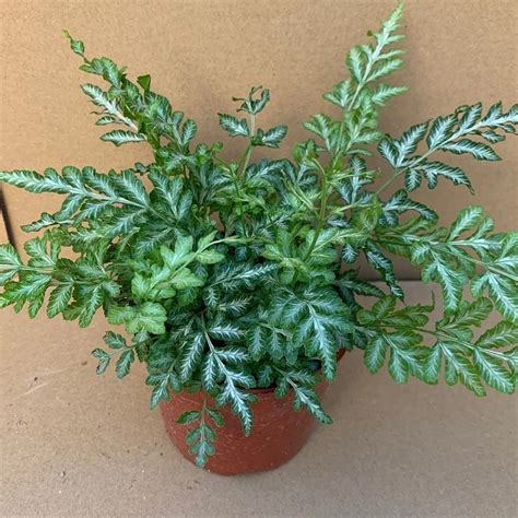 Pteris Cretica Evergemiensis Herethere Aquascaping