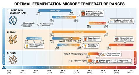 How Temperature Affects Fermentation Microbes