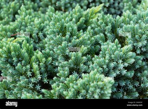 Juniperus Squamata In The Park Close Up The Flaky Juniper Himalayan Juniper Coniferous Green