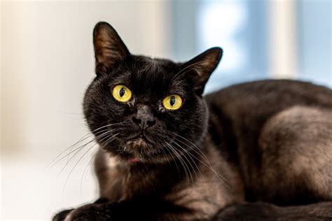 ボンベイの性格や特徴って？色や体重、飼い方まとめ ネコマガ
