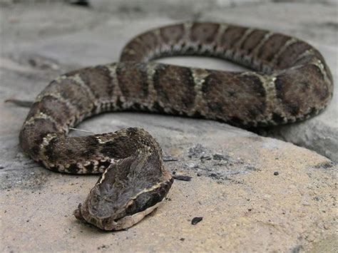 （日本の危険生物40種）身近にひそむ危険な生物 Ailovei