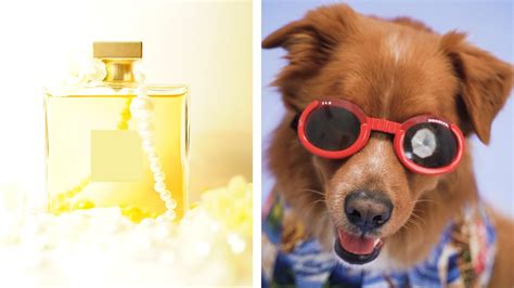 Prepara Un Perfume Casero Para Mejorar El Olor De Tu Perrito Y Que