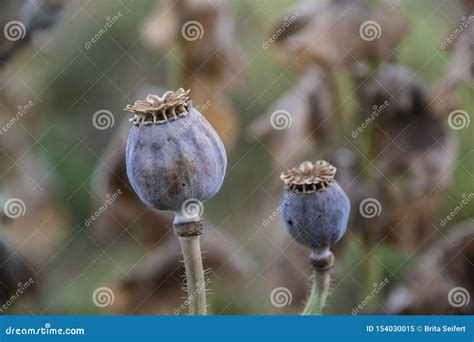 Ripe Opium Poppy Seed Heads Papaver Somniferum Oriental Poppies Stock