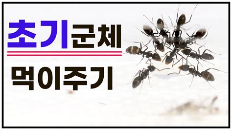초기 개미 군체 먹이 주기 꿀 초기군체 개미먹이 Youtube