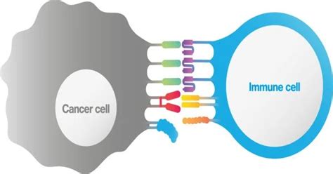 Immunological Synapse In Immunology Assignment Point