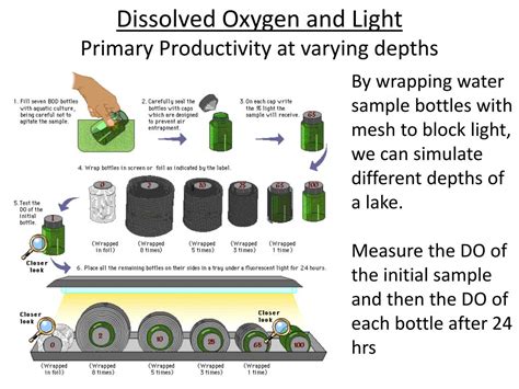 Ppt Dissolved Oxygen And Primary Productivity Lab Powerpoint Presentation Id 2574391