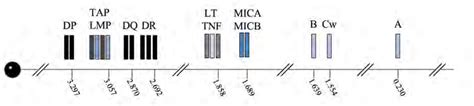 Hla Region On Chromosome 6 Download Scientific Diagram